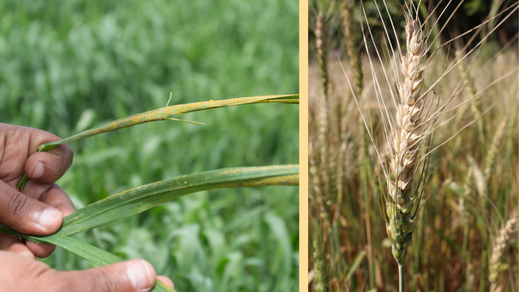 GetGenome to partner in Wheat Pathogen Surveillance collaboration ...